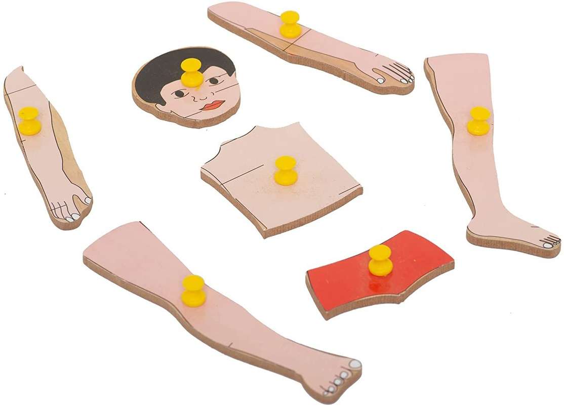 Jeeguru Traders Human Body Parts Educational Board Game for Kids ...