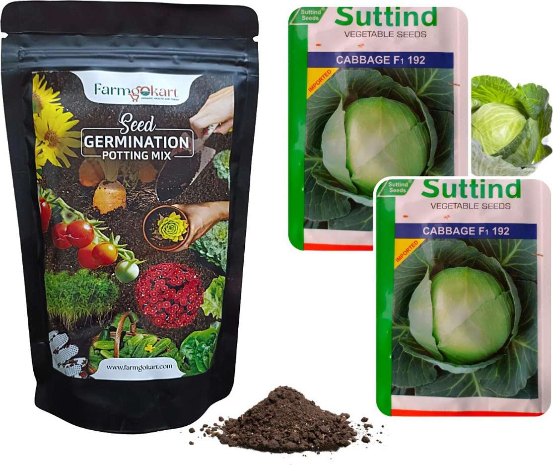 farmgokart |2 Packets of CABBAGE SEED+ FREE 250 GMS of Seed Germination ...