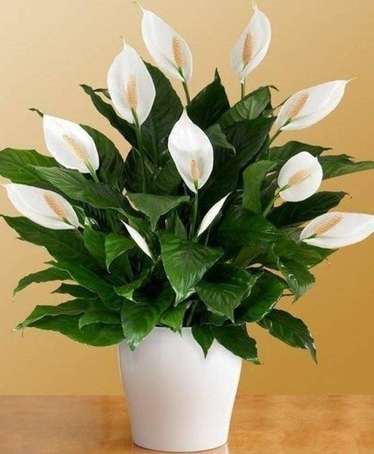 Plant Sapling - Buy Outdoor & Indoor Plants for Home Online | Shopsy