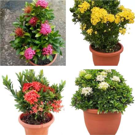 Plant Sapling - Buy Outdoor & Indoor Plants for Home Online | Shopsy