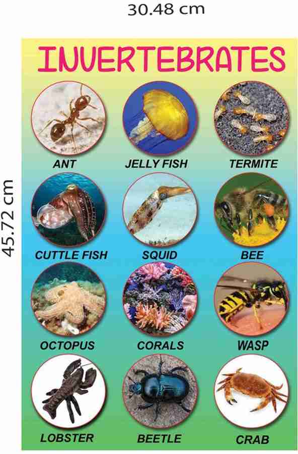 Invertebrates Chart Animal Kingdom Invertebrates Classification Chart