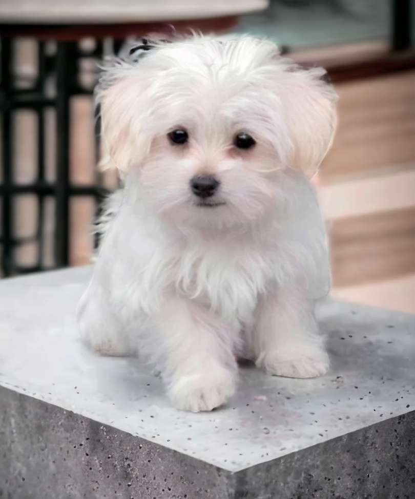 cute little puppy dogs