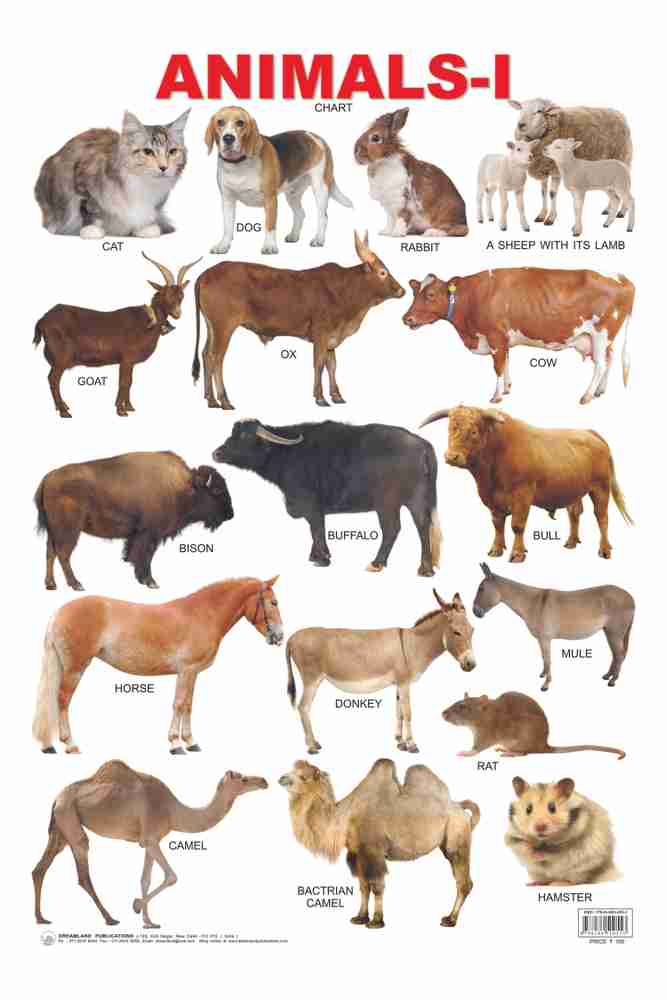 Land Animals With Names Free Animal Worksheets: Types Of Animals