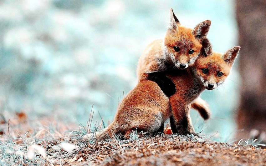 Emo Couple Cute Emo Couple Vectors Images