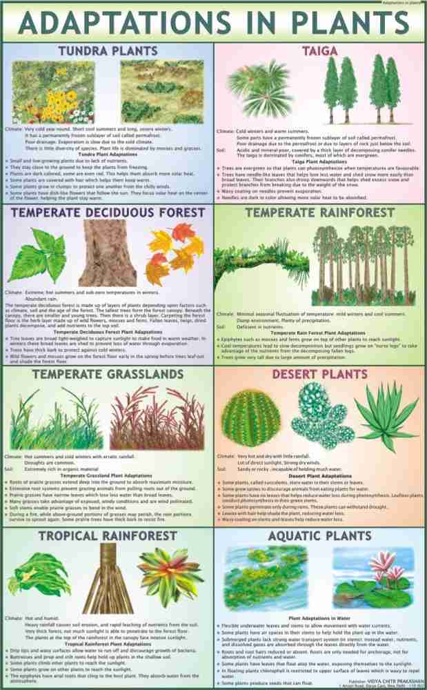 What Is Adaptation Types Of Adaptation In Plants