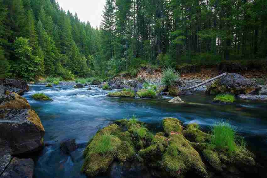 Beautiful Forest Nature Look Hd Wallpapers