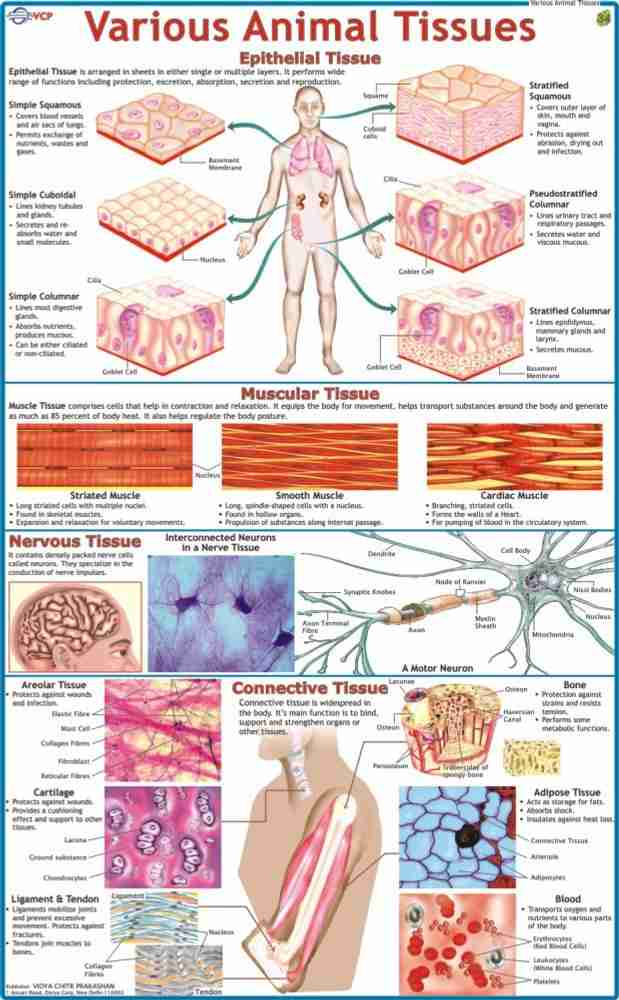 Wall Chart Connective Tissue Biologyproductscom