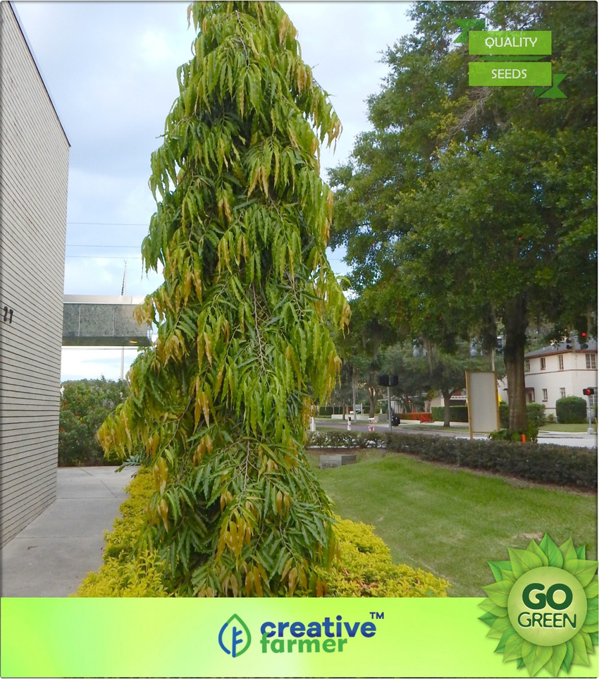 Polialthia Longifolia Polyalthia Longifolia Tree For Sale | Treeworld