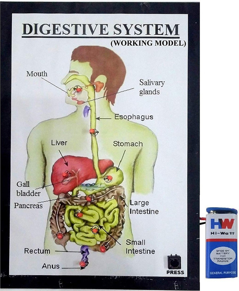 How The Digestive Process Works What Are Digestive Enzymes, And What