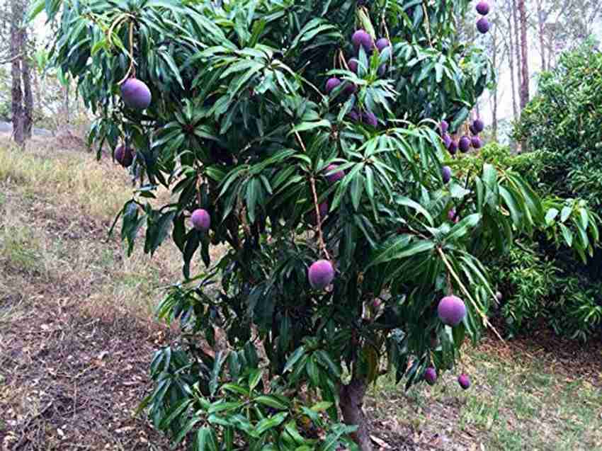 Purple Mango Rare Grafted Thai Purple Mango Living Plant Healthy