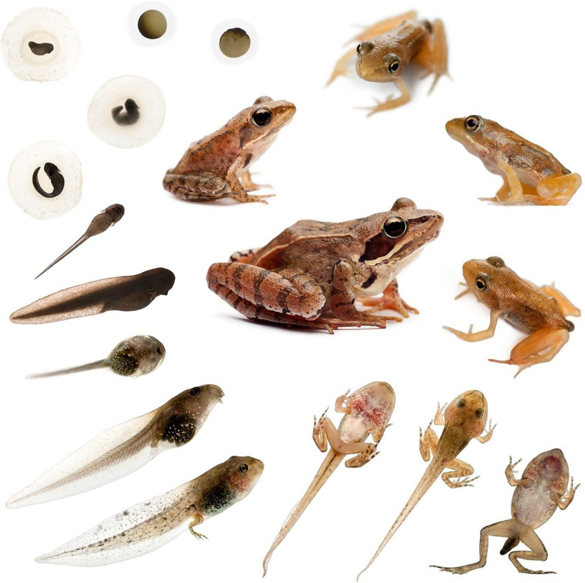 Tadpole To Frog 1994 Tadpole To Frog Developmental Stages Figures Lot