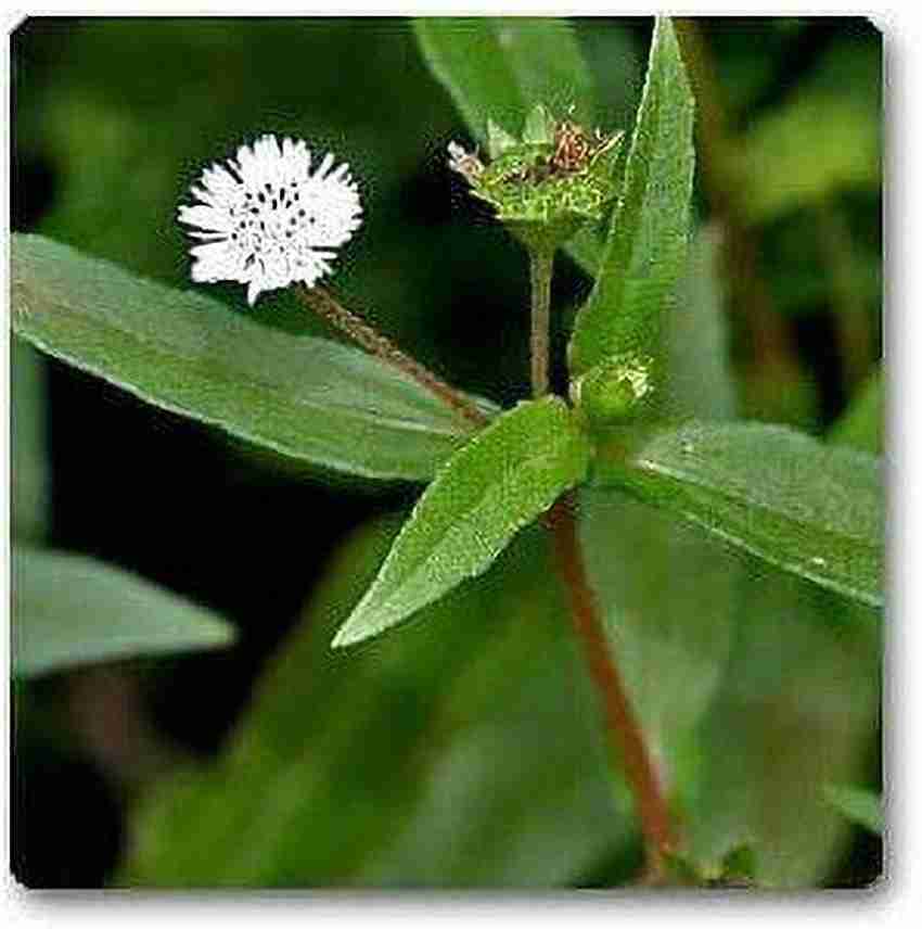 Eclipta Alba Bringraj
