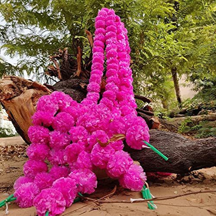 Pink Marigold Plant