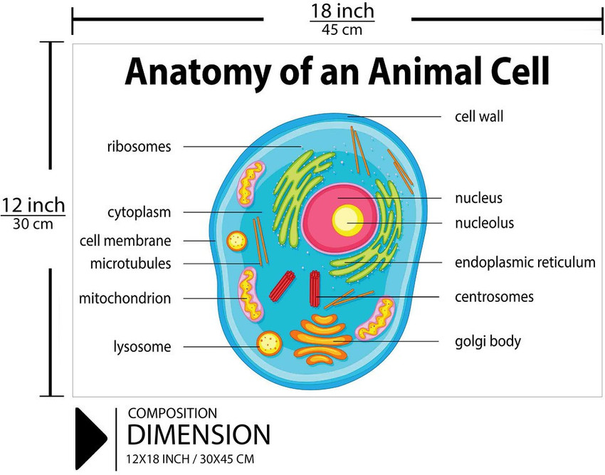 Anatomy Of Animal Cell