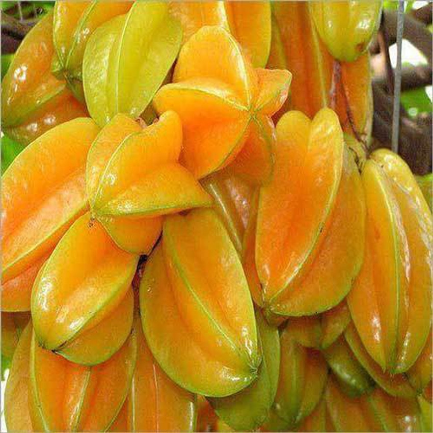 Fibis Cagliari Carambola Tree Star Fruit Tree, Organic Tropical