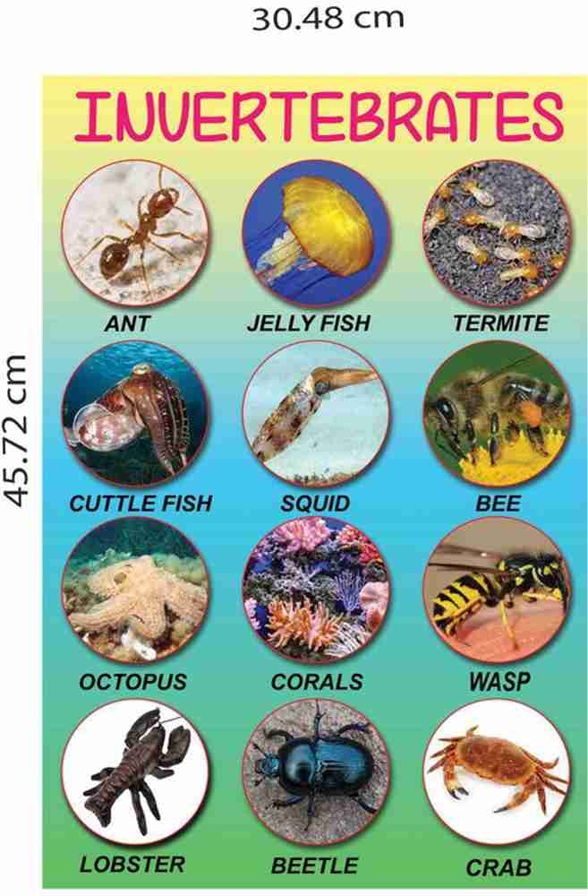 Invertebrates Mammals Vertebrates And Invertebrates Lapbook | A