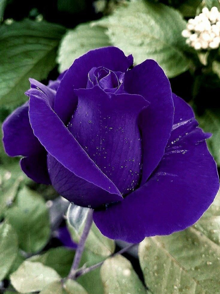 Beautiful Unique Roses
