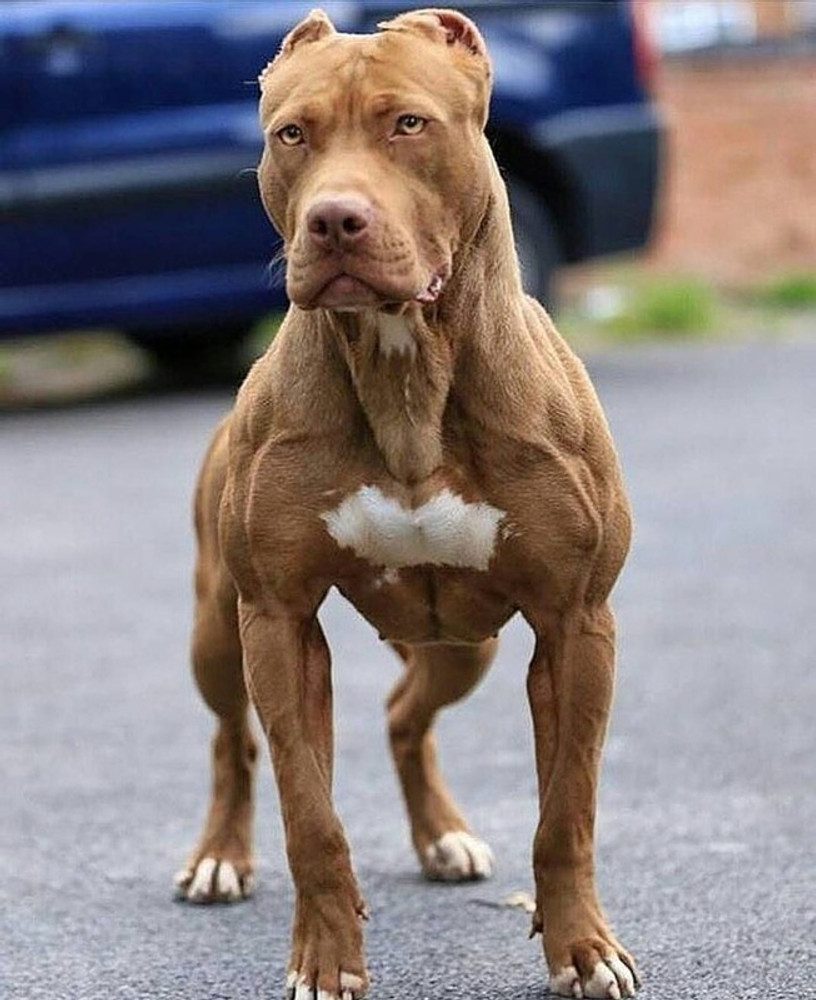 American Pitbull Wallpapers