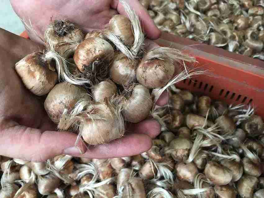 Saffron Flower Seeds Kashmiri Kesar (Saffron) Seeds At ₹ 1500/kg