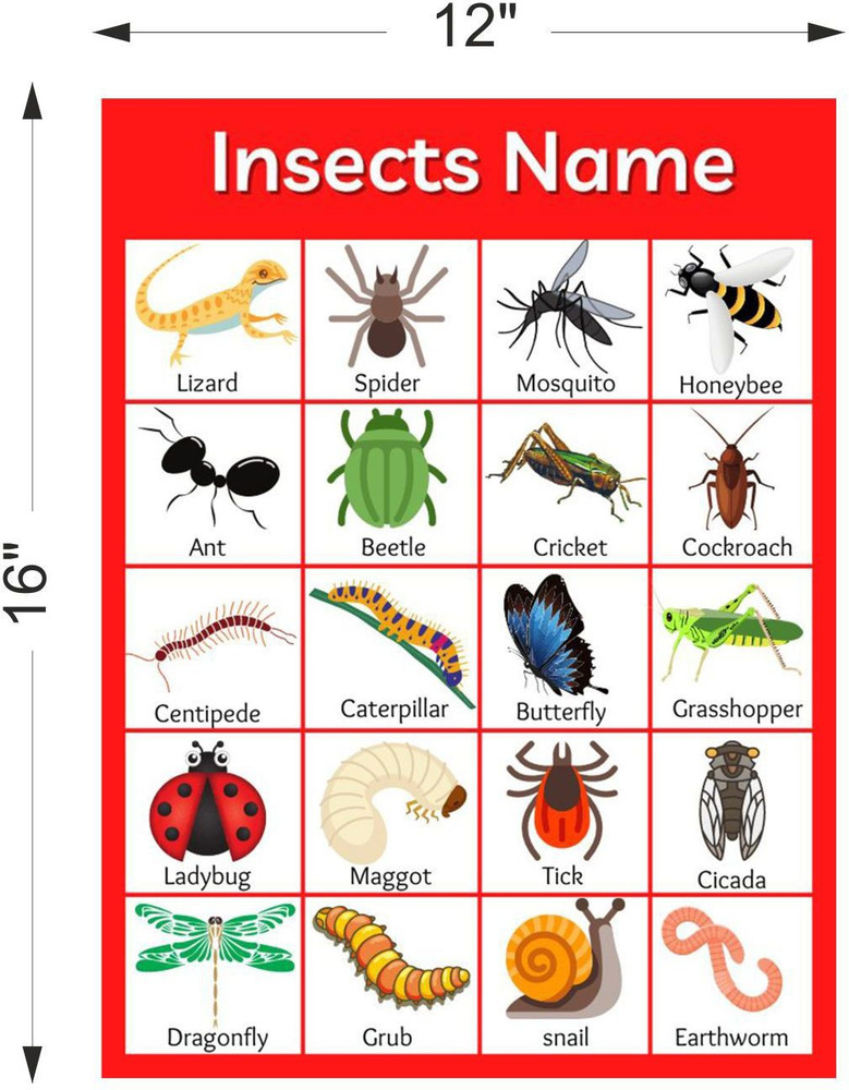Insects Pictures With Names 11 Common Bugs That You May Find In Your