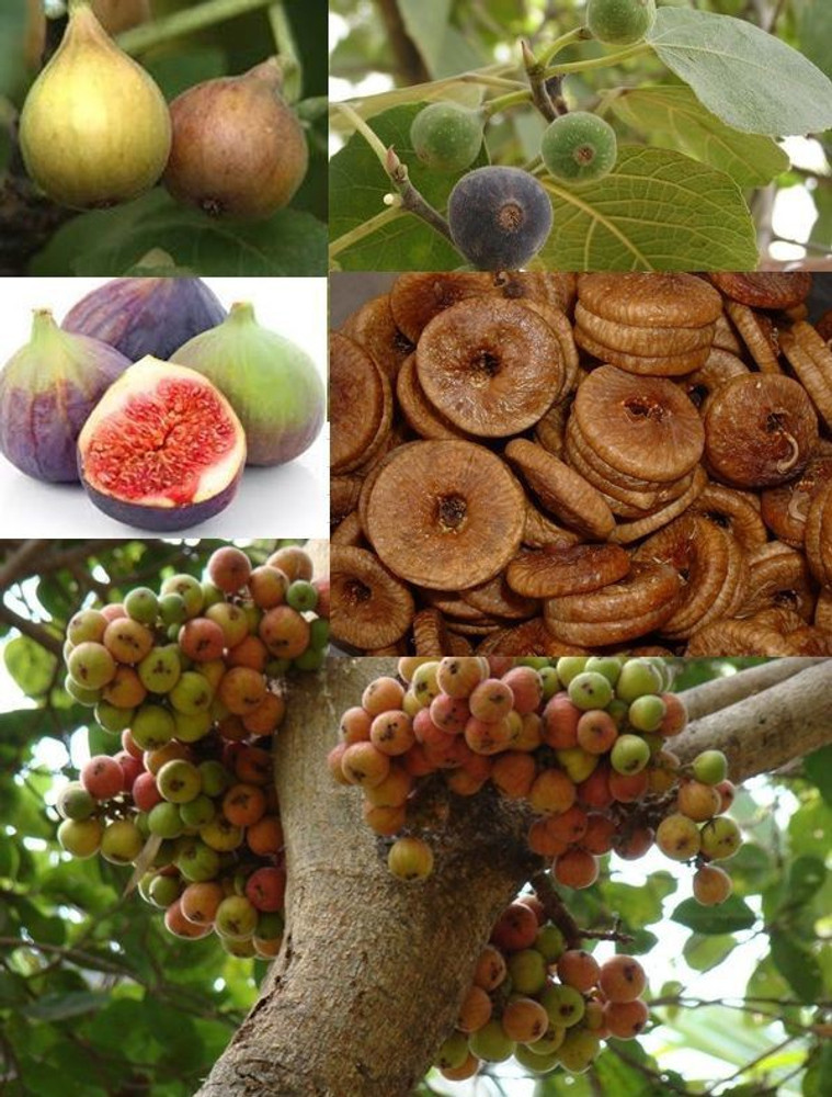 Anjeer Health Fruit: ఈ ఒక్క పండు తింటే చాలు రాత్రంతా రెచ్చిపోతారంట.. ఈ ...