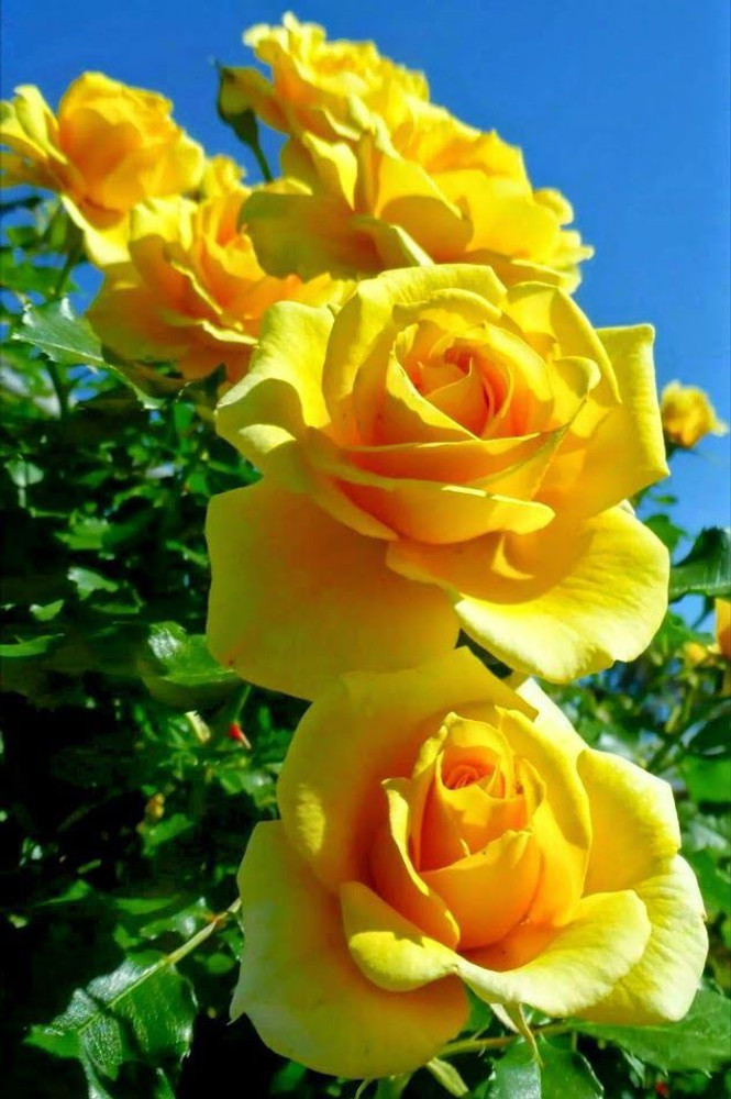 Most Beautiful Images Of Yellow Roses Yellow Flower Carpet Groundcover
