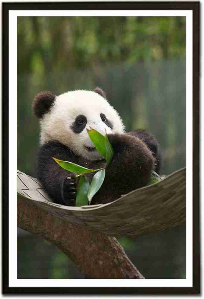 Medium Cute Baby Panda