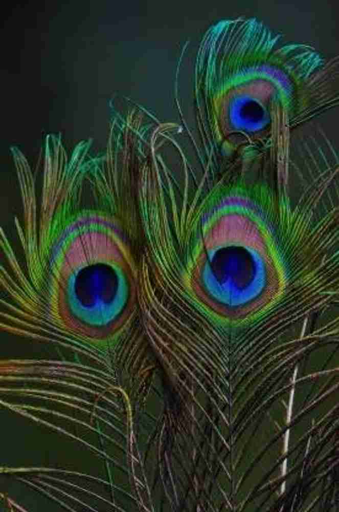 Beautiful Feathers World's Most Unique And Beautiful Peacocks