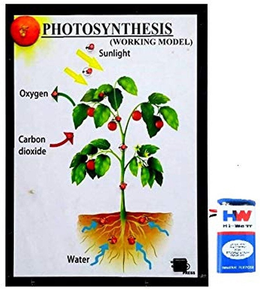 Photosynthesis In Plants Model Project3d For School