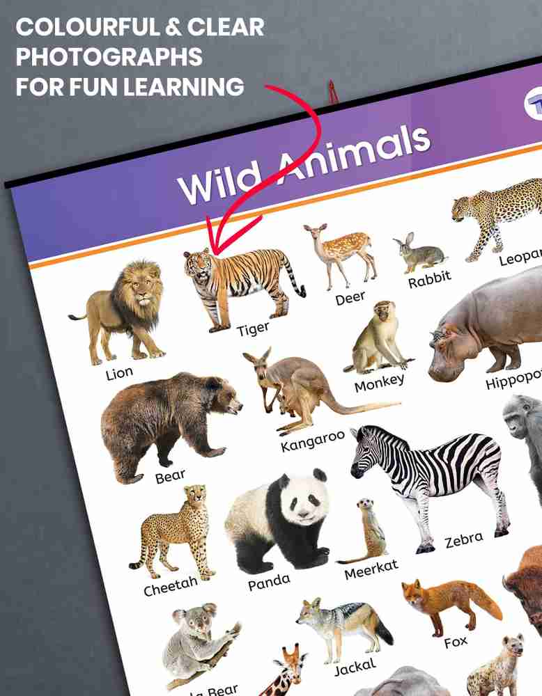 Wild Animals Images For Kids