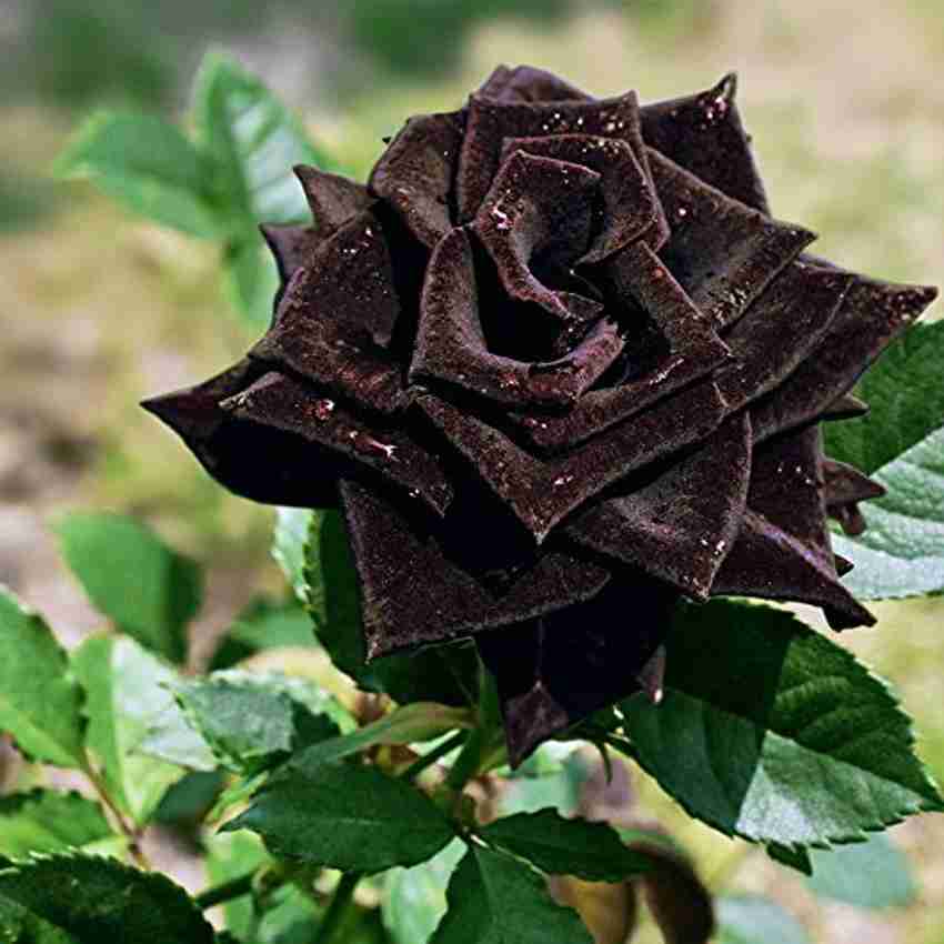 Green Rose Plant Green Rose Seeds Rose Bush Plant Perennial Flower