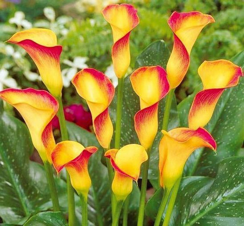 Red Peace Lily