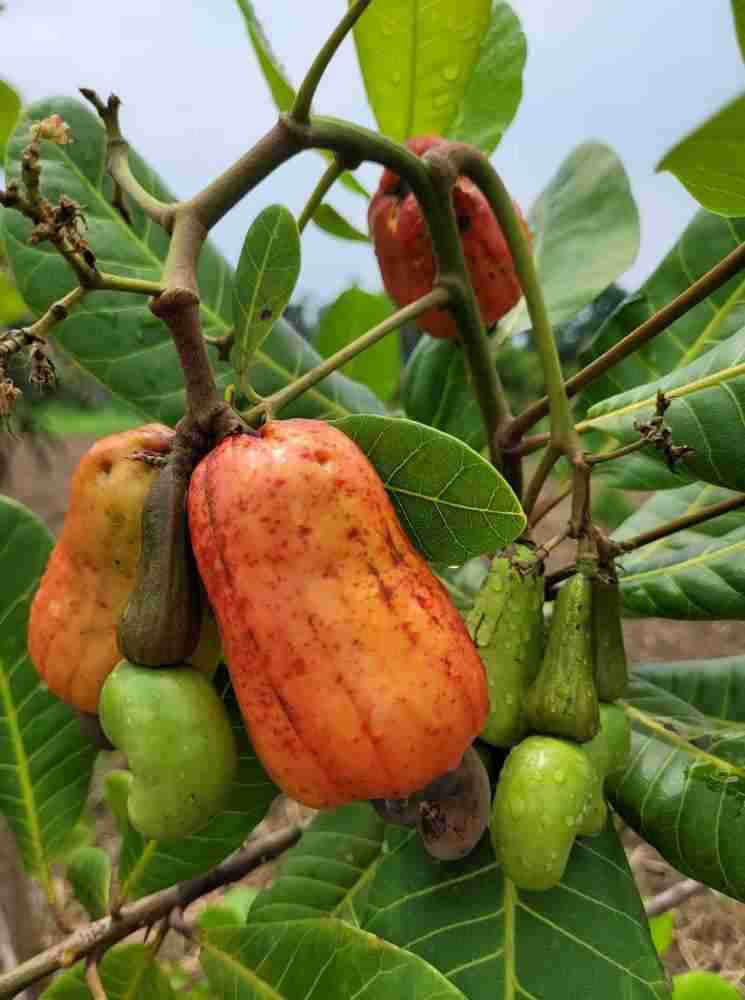 Cashew Plant