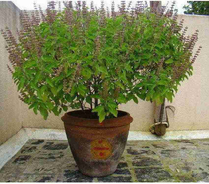 Tulsi Plant Tulsi Herb Plants | Kailash Herbs