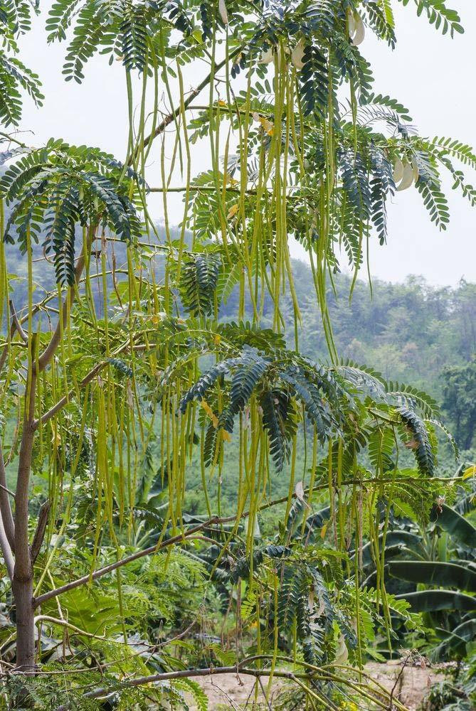 Drumsticks Tree Did You Know Why Drumstick (Moringa) Is Known As