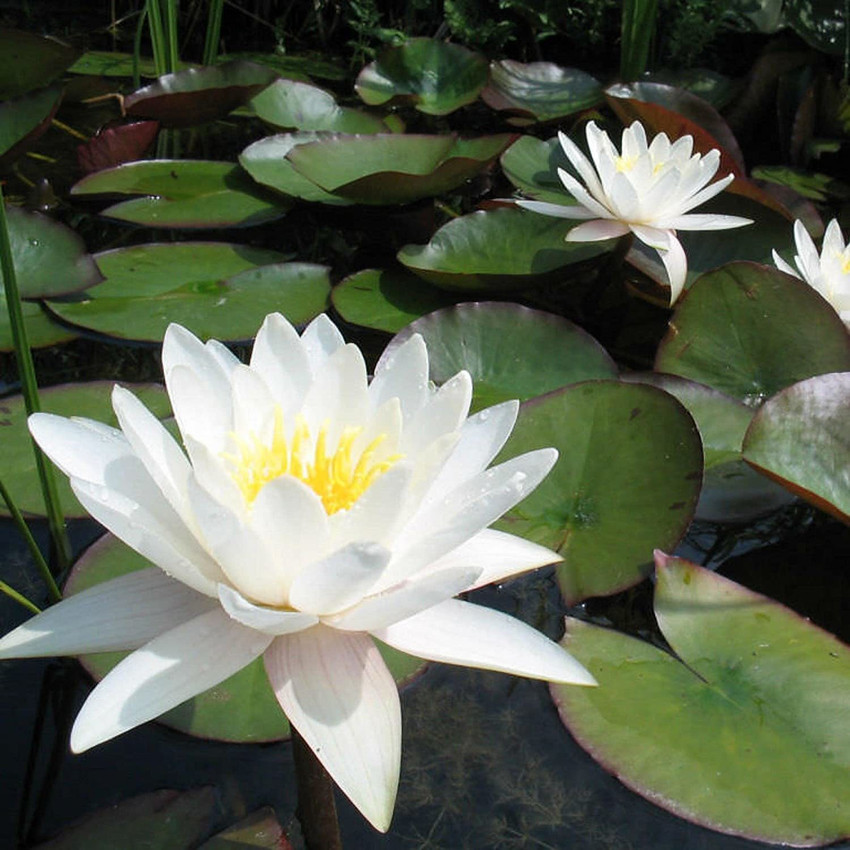 White Lotus Waterlily Love