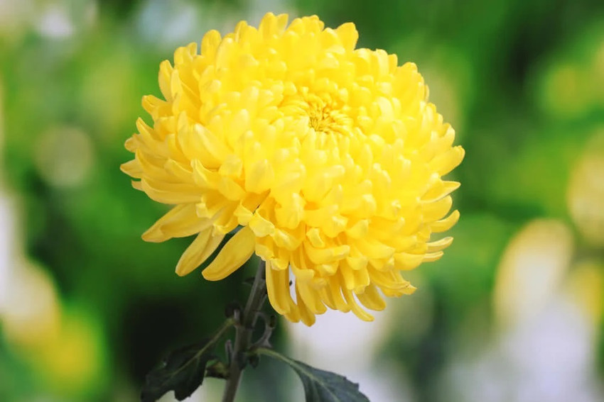 Yellow Chrysanthemum Flower