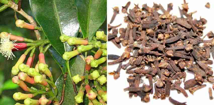 Clove Tree Seeds Clove Plant Mr. Farmer