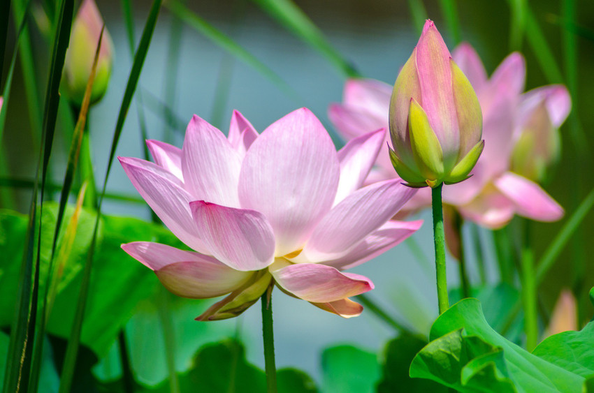 Kamal Flower