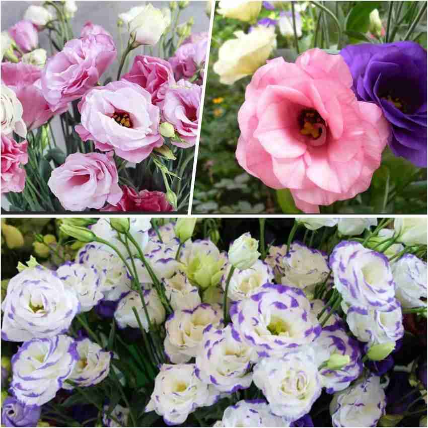 Lisianthus Flower Seeds
