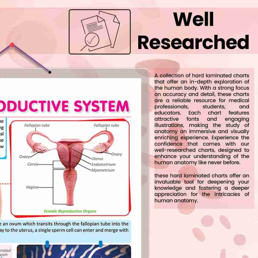 Female Reproductive System Flow Chart Animal Science Journal: Hormone