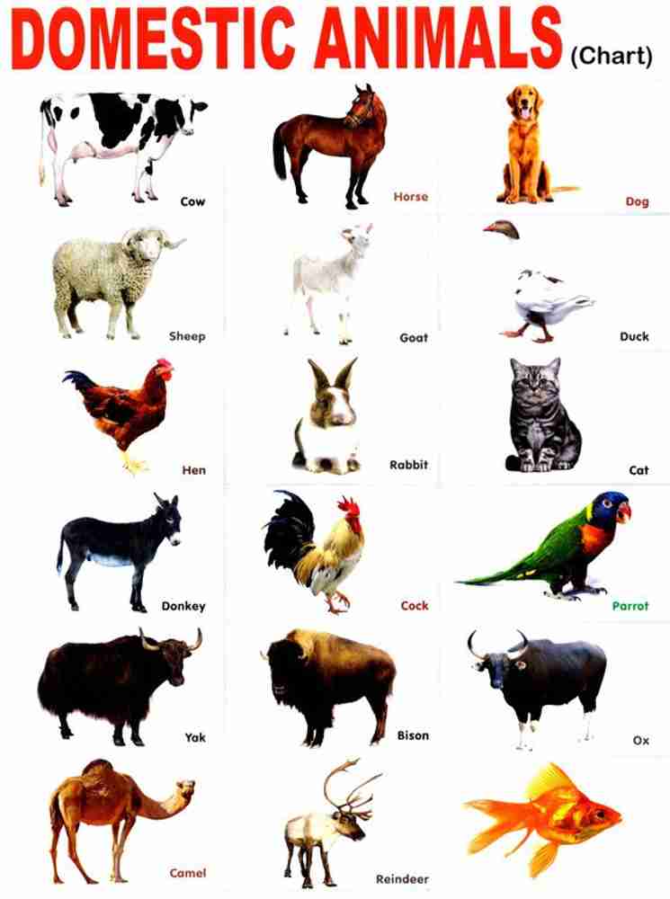 Domestic Animals Chart Wallpapers Gallery