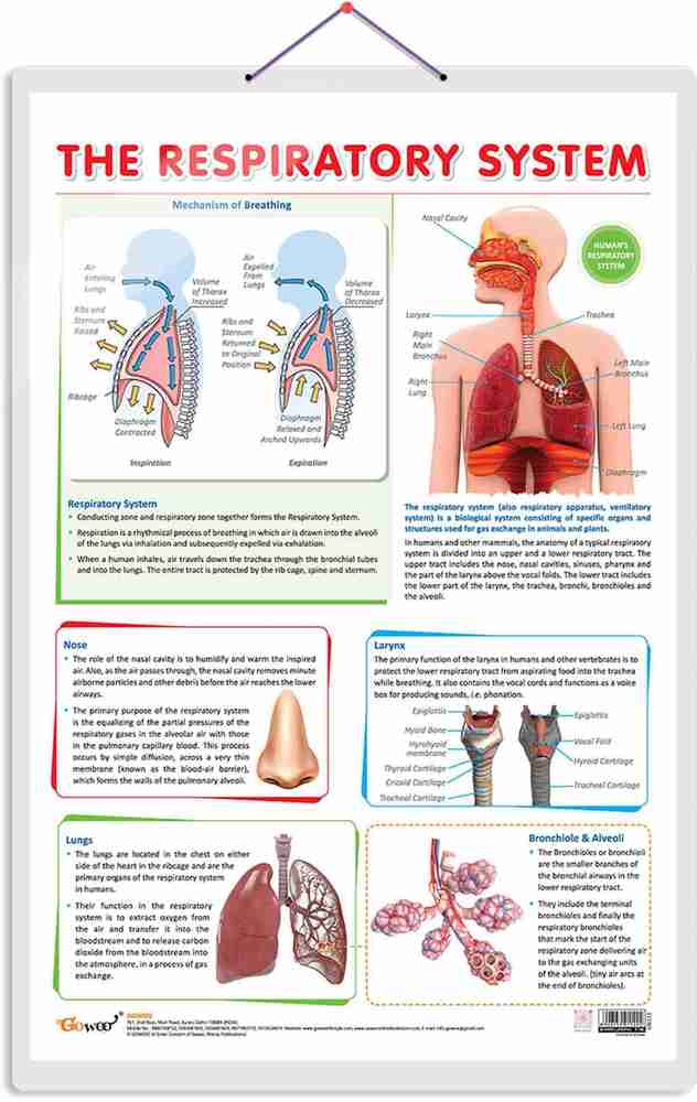 The Respiratory System Anatomical Chart Poster