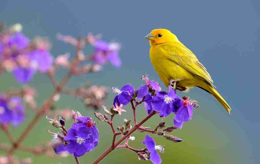 Cute Birds Hd Images Cute Colorful Bird Wallpapers Full HD 84032