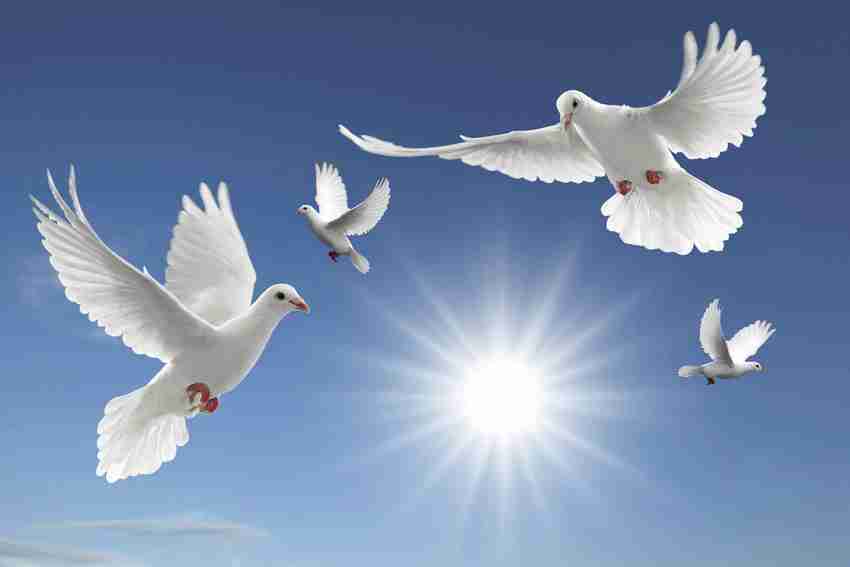 Flying White Pigeons