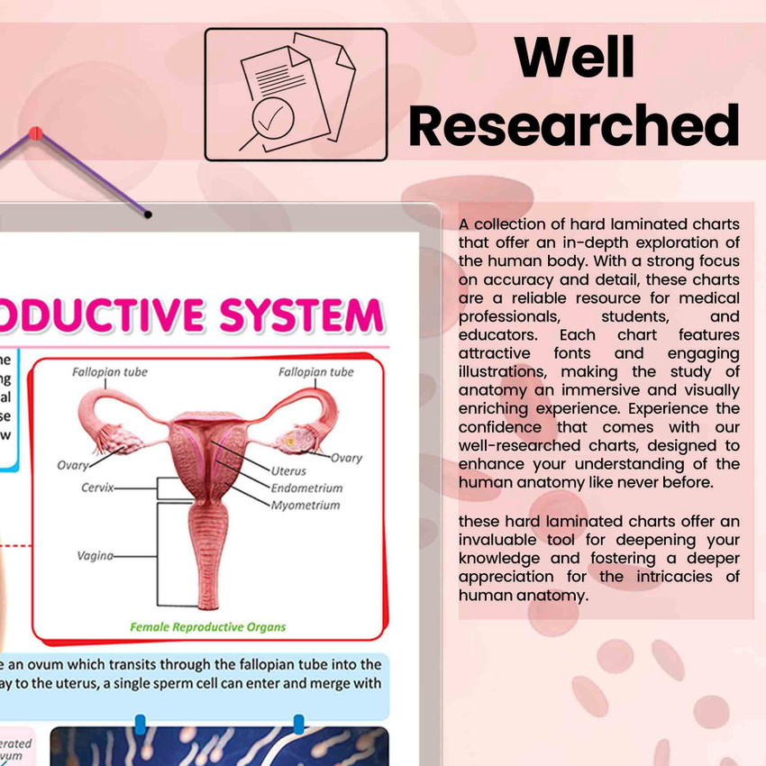 Male And Female Reproductive System For Kids Human Reproductive System