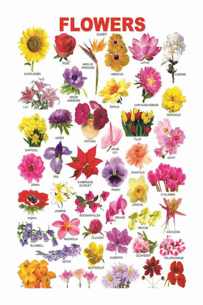 Indian Flowers Name Nanthiyavattai Star – Indian Gardens