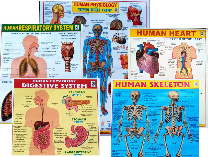 Digestive System Respiratory System Anatomy Posters