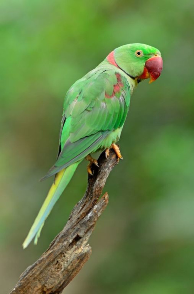 Parrot green store