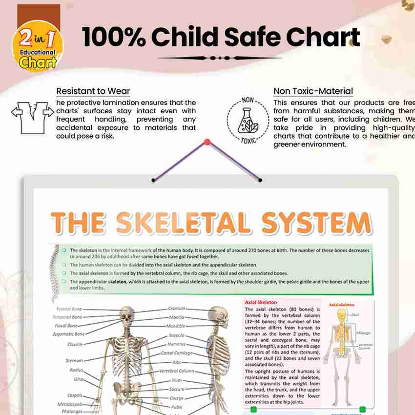 Medical Education Chart Of Biology For Human Skeleton